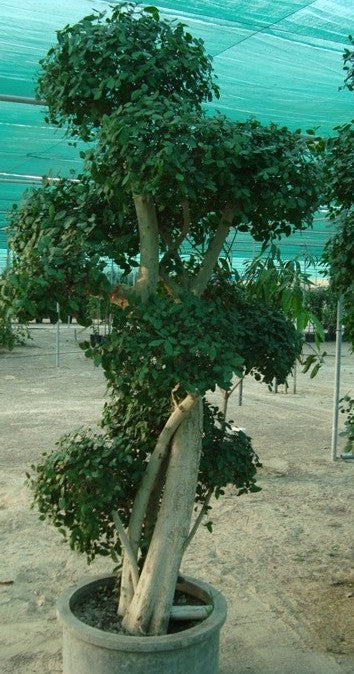Ficus diversifolia "Two Heads" 1.0 - 1.3m